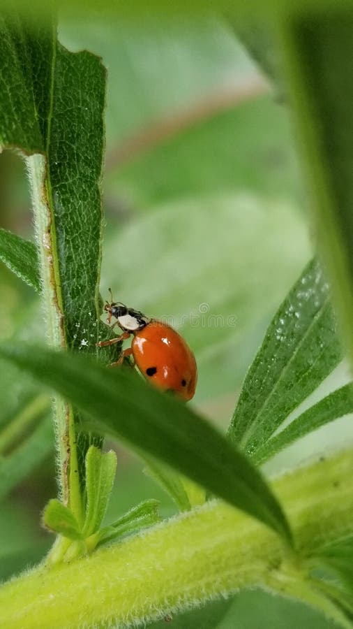 Lady Bug Posing for Picture Stock Photo - Image of pest, beetle: 220929466