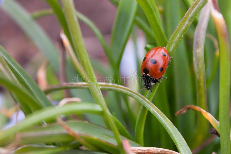 Lady Bug stock image. Image of black, sunny, beetle, herb - 36261345