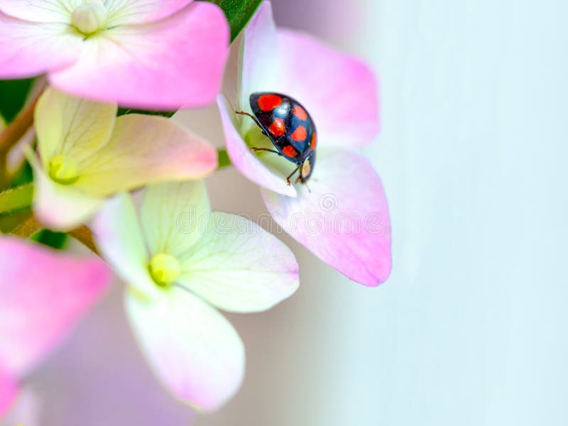 Lady Bug Resting on Pink Flowers of Hydrangea Stock Image - Image of ...