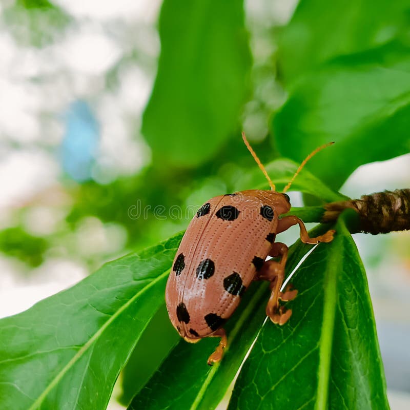 Lady Bug Resting on a Tree on a Hot Day Stock Image - Image of insect ...