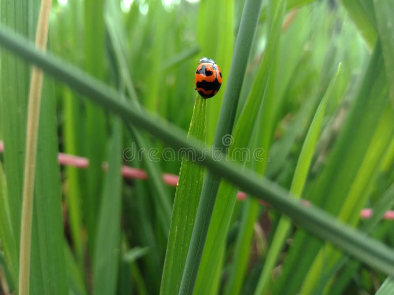 785 Rice Bug Grass Leaf Stock Photos - Free & Royalty-Free Stock Photos ...