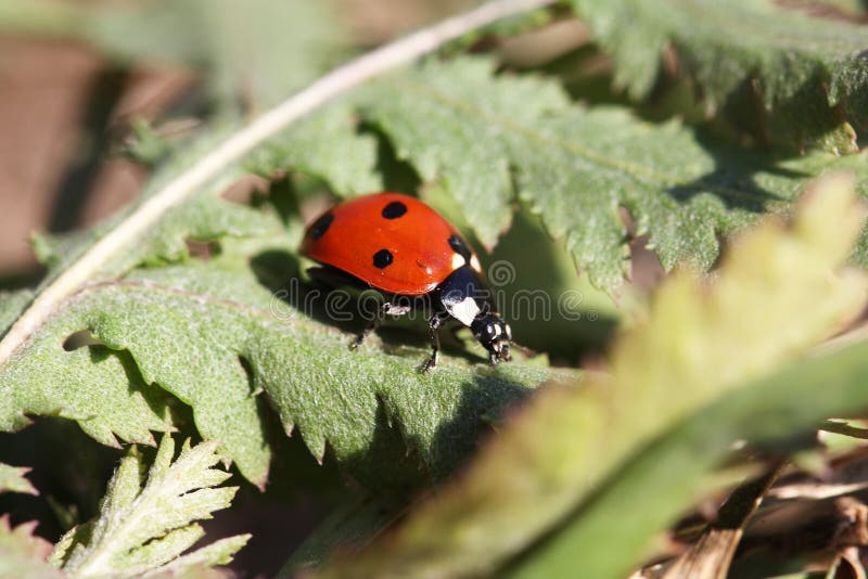 Lady bug stock photo. Image of collection, study, small - 132905224