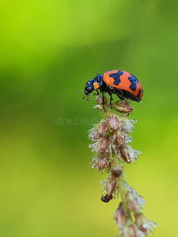 Lady Bug Standing on Flower Stock Photo - Image of pest, wildlife ...