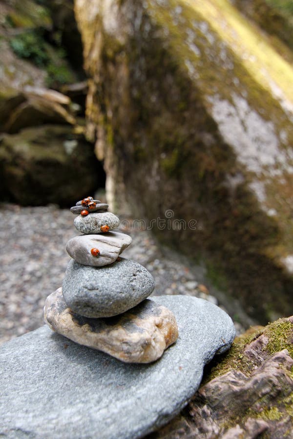 Lady bug on stone stock photo. Image of nature, natural - 62927138