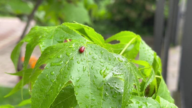Lady bug on a tree leave stock footage. Video of cartoon - 276714744