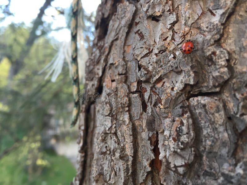 Lady Bug on a Tree stock image. Image of insect, spotted - 178233317
