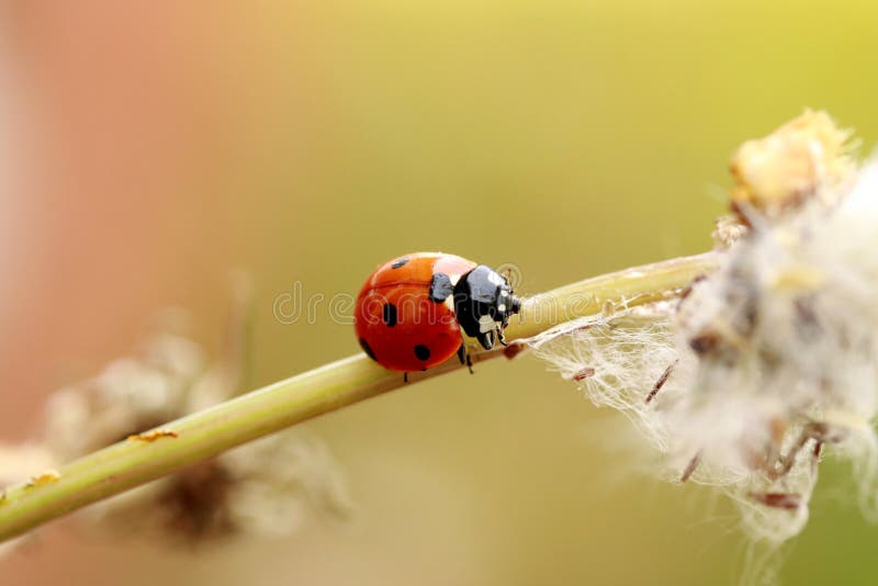 Lady Bug Walking on a Flower Stem Stock Image - Image of isloated ...