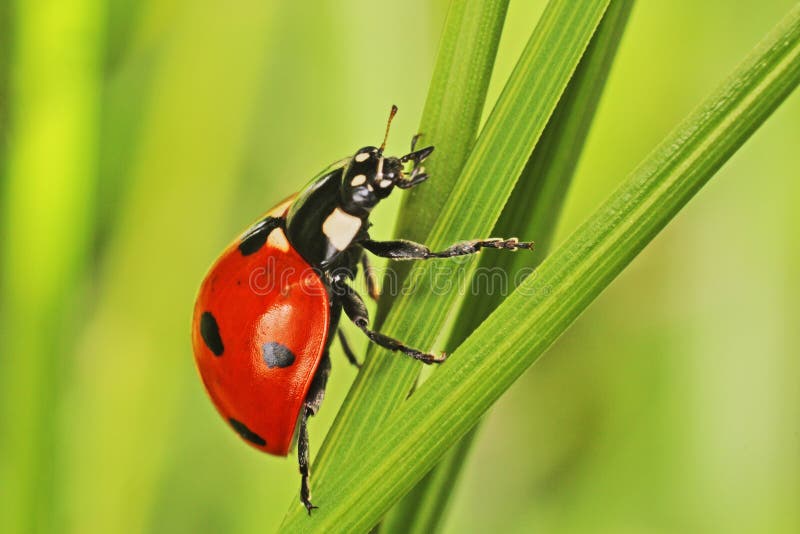 Lady bug stock image. Image of beetle, walking, black - 72736569