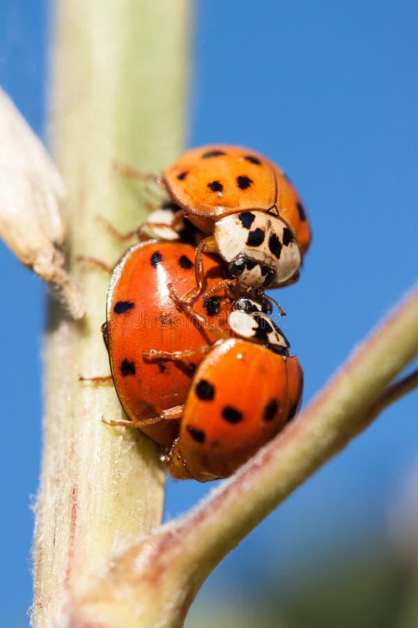 291 Lady Bug Family Stock Photos - Free & Royalty-Free Stock Photos ...