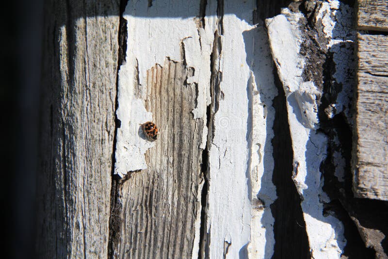 Lady Bug on Weathered Barn stock image. Image of barn - 261347065