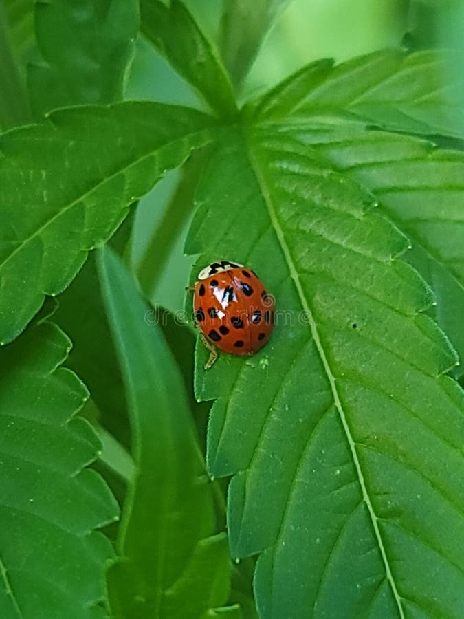 Lady Bug on Weed Plant stock photo. Image of wildlife - 227364740