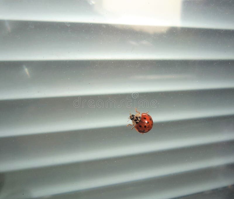 Lady Bug on the window stock image. Image of great, look - 88429391