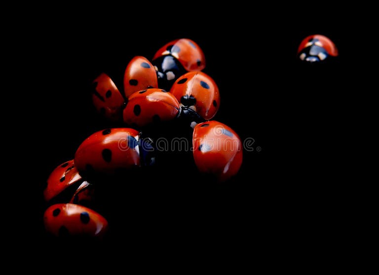 1,786 Lady Bugs Underfoot Stock Photos - Free & Royalty-Free Stock ...