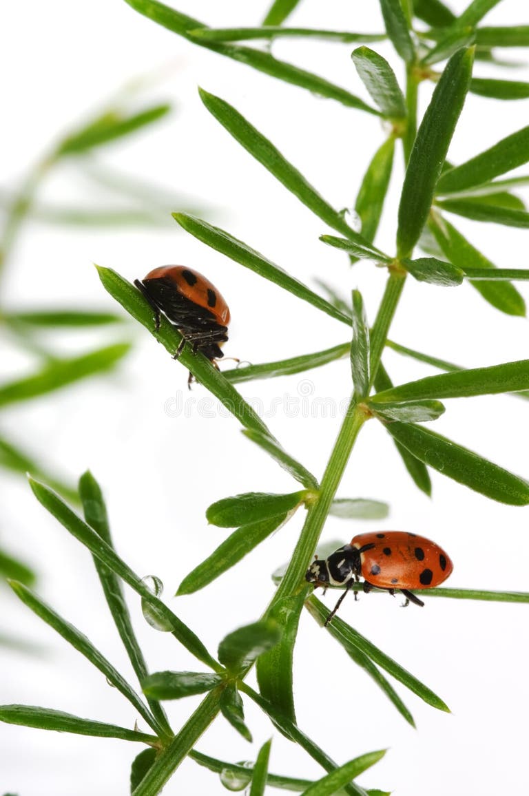 1,786 Lady Bugs Underfoot Stock Photos - Free & Royalty-Free Stock ...