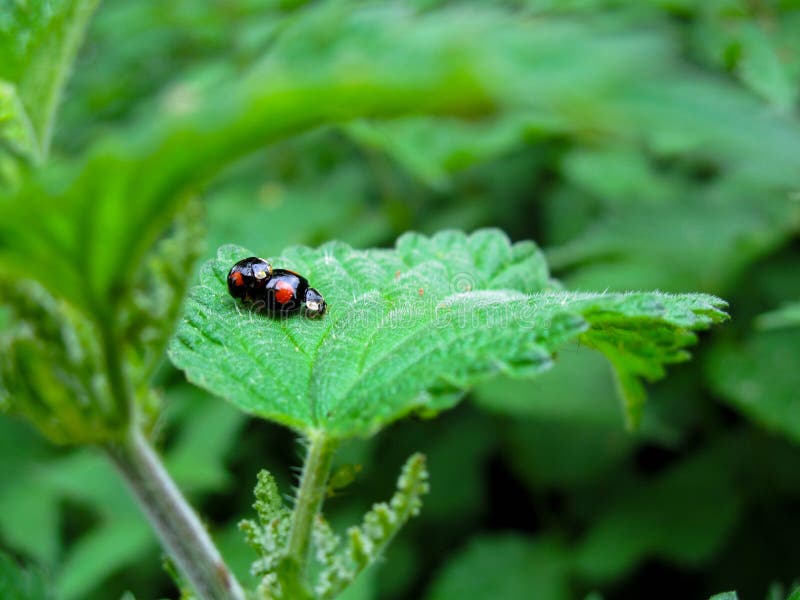 Lady Bugs stock photo. Image of breed, bugs, green, humping - 64417374
