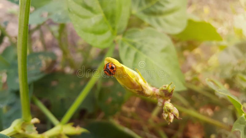 Lady Bugs, One of the Beautiful Red Insects Stock Photo - Image of grow ...