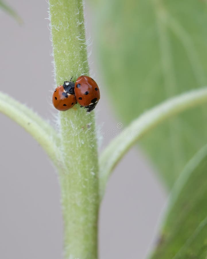Lady Bugs stock photo. Image of green, peace, background - 314512890
