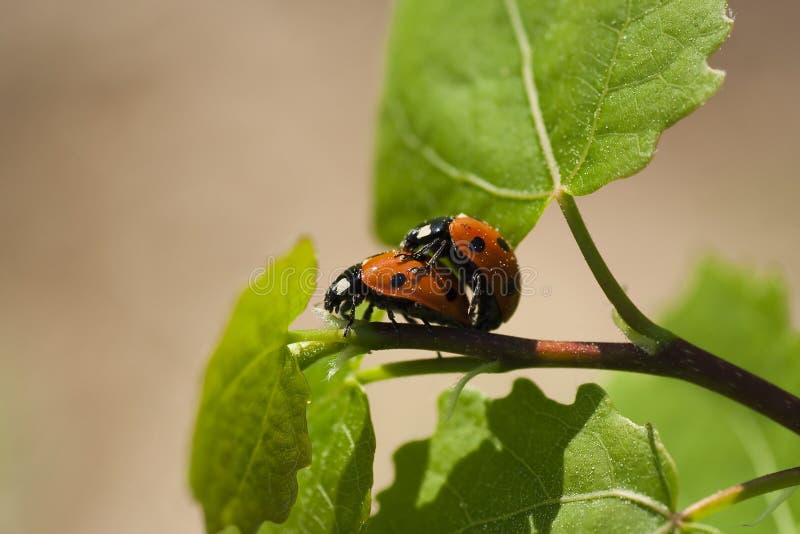 Lady bugs stock image. Image of nature, animal, foliage - 39648971