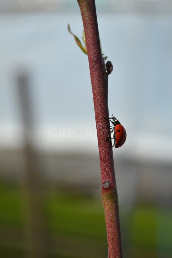 Oh, Look an Lady Bug in Coming Stock Photo - Image of bugs, look: 244883404