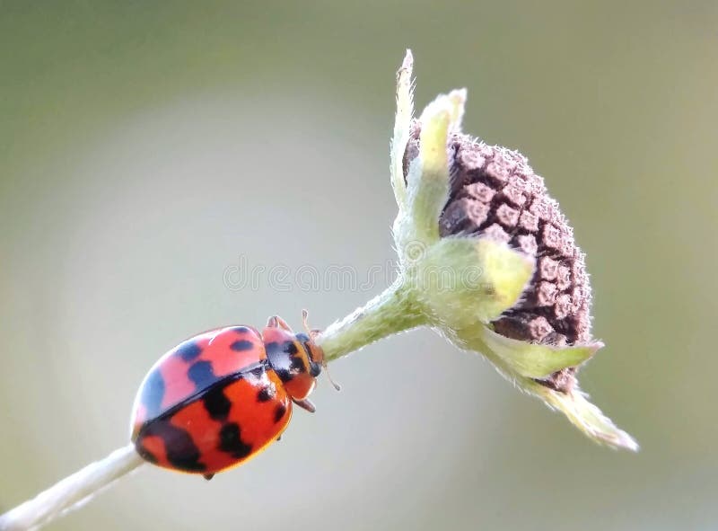 Lady Bugs stock image. Image of cute, reproductive, antennas - 91144035