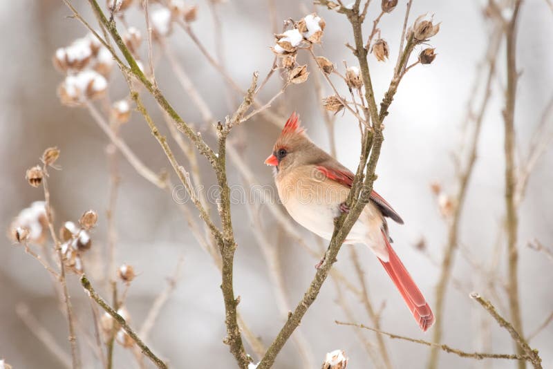 Lady Cardinal stock photo. Image of tufted, feathered - 23314814