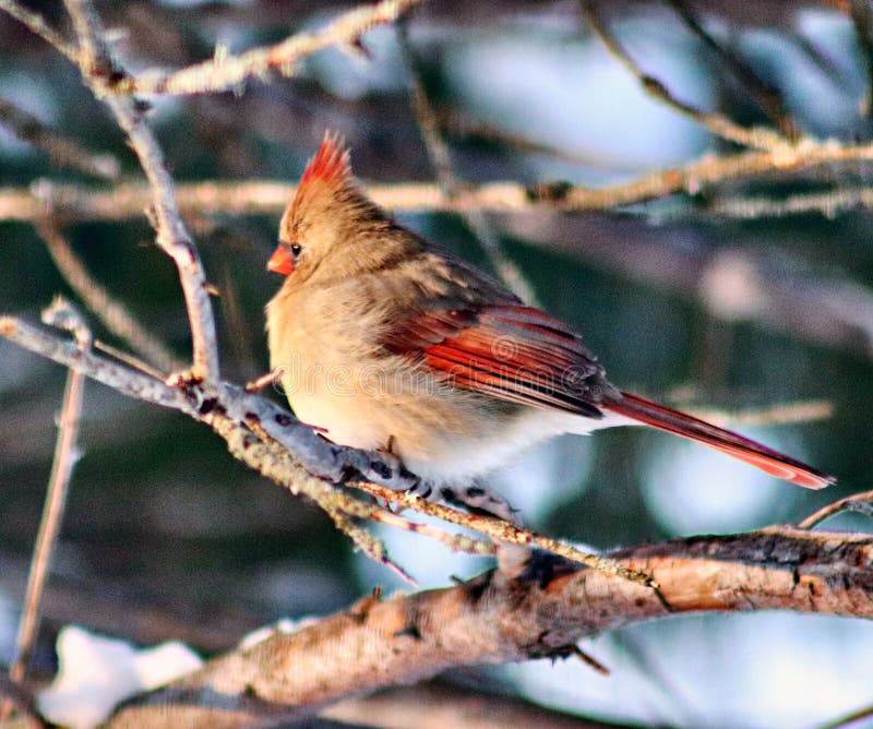 Lady Cardinal in the Branches Stock Photo - Image of lady, branches ...