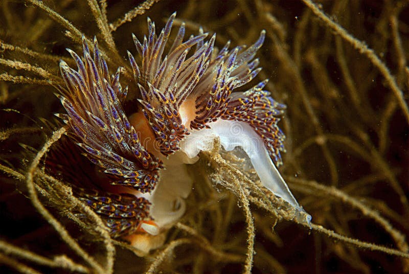 Dino Underwater Stock Photos - Free & Royalty-Free Stock Photos from ...