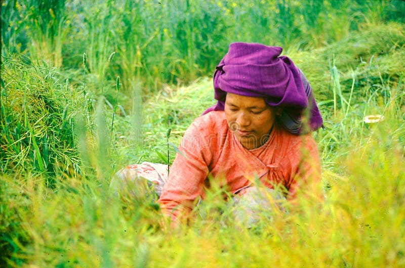 2,969 Lady Rice Stock Photos - Free & Royalty-Free Stock Photos from ...