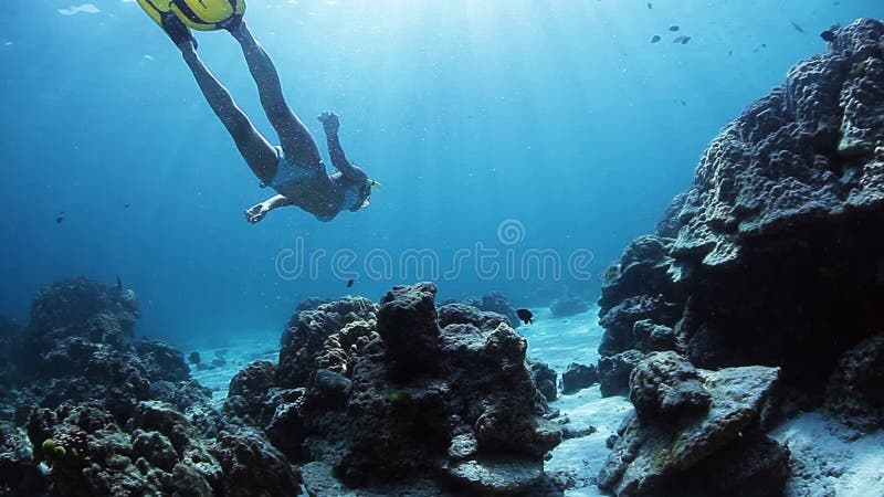 Lady diver stock video. Video of marine, summer, fitness - 49016399