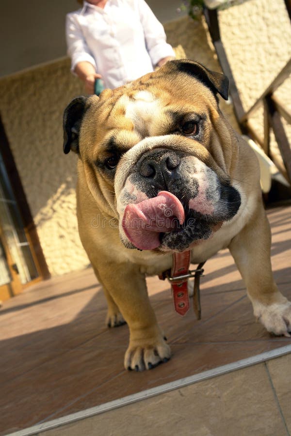 Lady and Dog stock photo. Image of wrinkle, bulldog, spring - 2821720