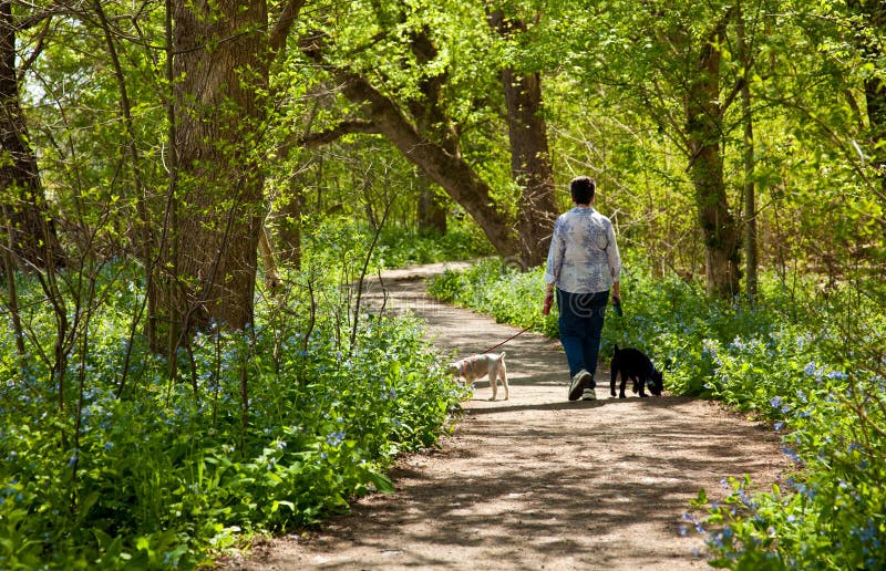 Lady with Dogs on Path in Bluebells Stock Photo - Image of field ...