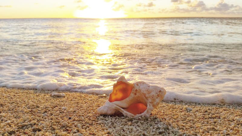 Shell at sunset stock image. Image of australia, beach - 118060981