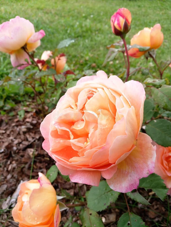 Lady Emma Hamilton Rose Bud after Rain. Stock Photo - Image of summer ...