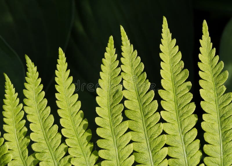 Lady Fern Frond stock photo. Image of frond, closeup - 24798360