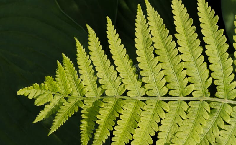 Lady Fern Frond stock photo. Image of fronds, growth - 24798364