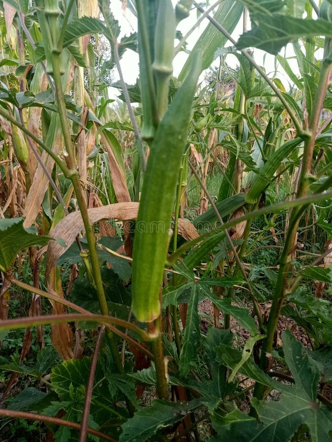 The lady finger stock photo. Image of vegetable, tropics - 220111738
