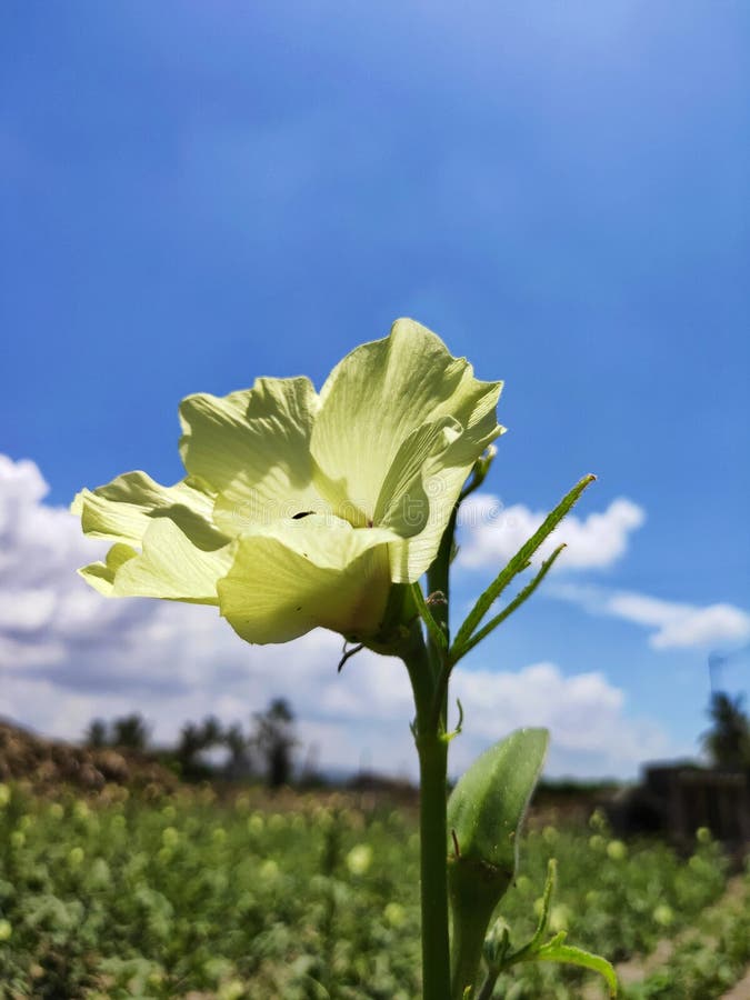The Lady Finger Flower Bloom Stock Photo - Image of bloom, lady: 197557534
