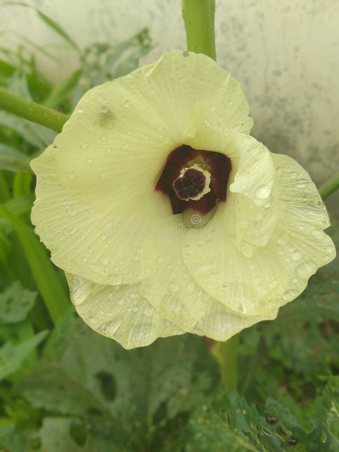 Lady finger flower. stock photo. Image of flower, okra - 189877404
