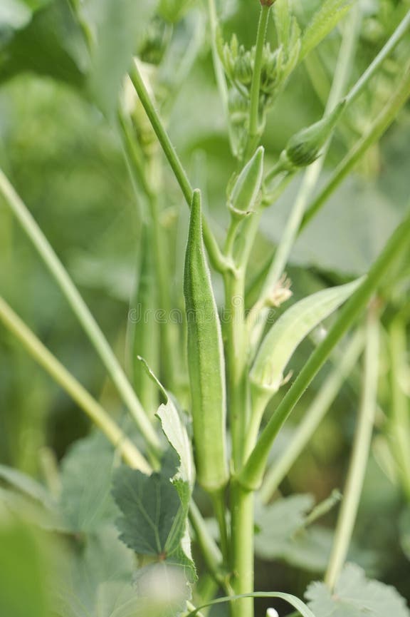 Lady Finger Has Grown on the Tree Stock Photo - Image of tree, finger ...