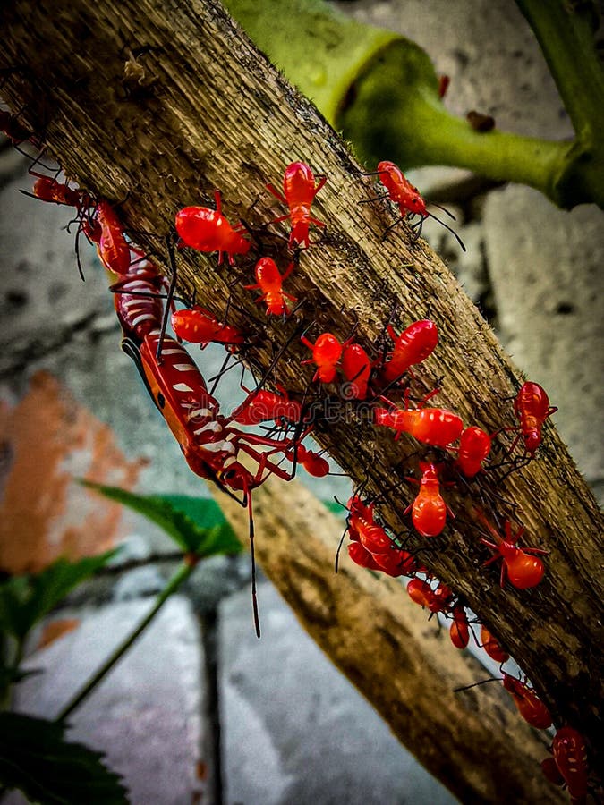 The lady finger insect stock photo. Image of branch - 197110434