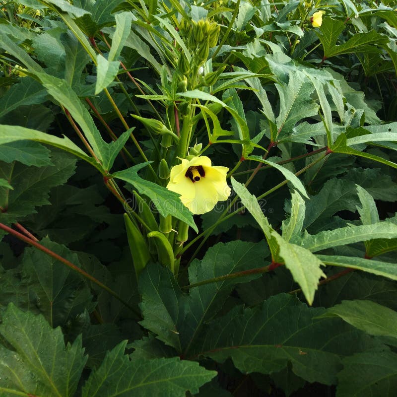 The Lady Finger Plant Has White Flowers Stock Photo - Image of ...