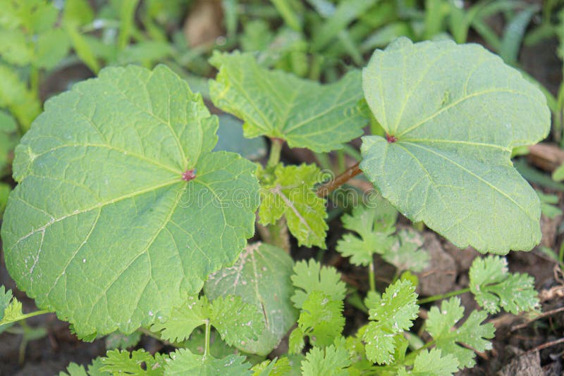 Lady Finger on Tree in Firm Stock Image - Image of vetch, agriculture ...