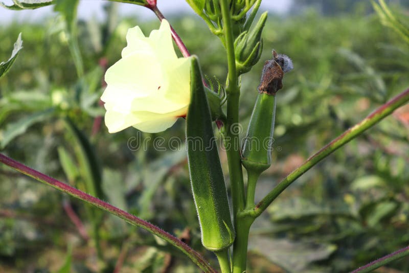 1,348 Lady Finger Tree Stock Photos - Free & Royalty-Free Stock Photos ...