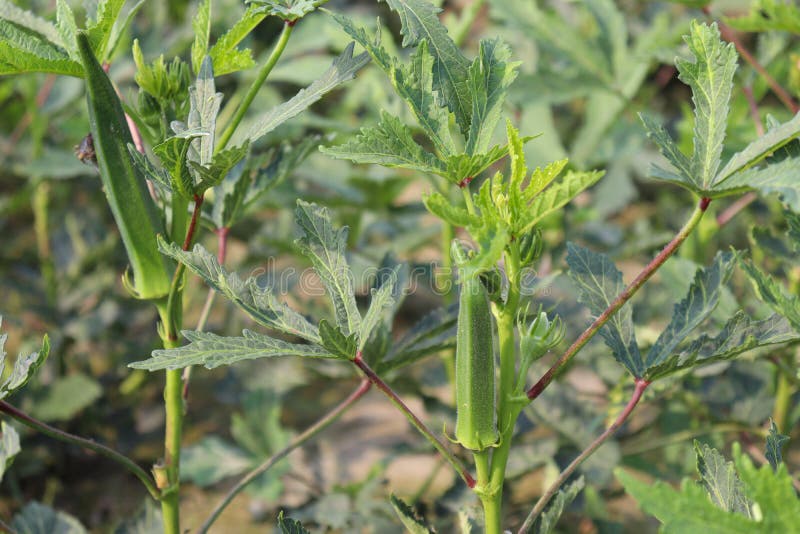 Lady Finger on Tree in Firm Stock Image - Image of flora, spring: 246878145