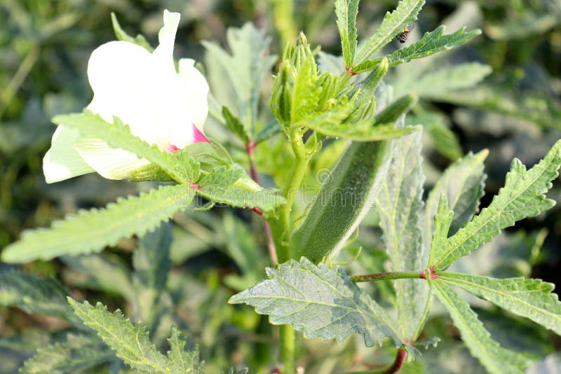 Lady Finger on Tree in Firm Stock Photo - Image of summer, asparagus ...