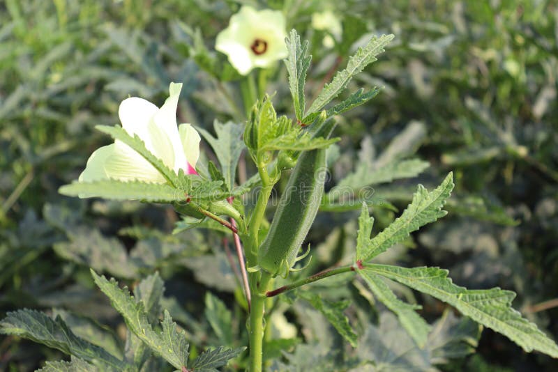 Lady Finger on Tree in Firm Stock Image - Image of kidney, fresh: 246878185
