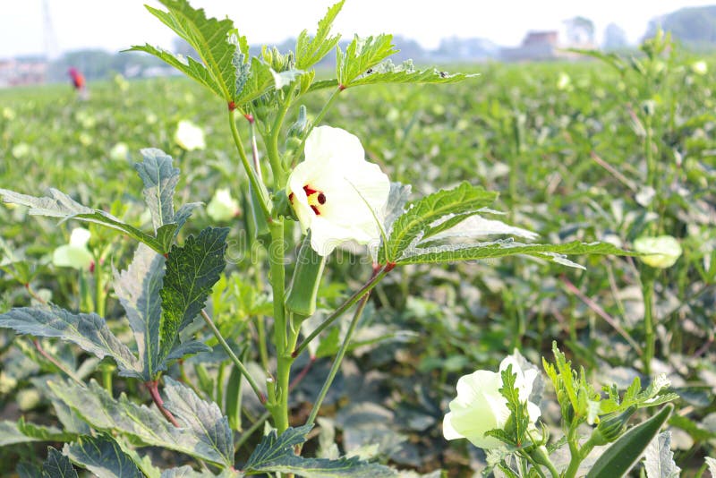 Lady Finger on Tree in Firm Stock Photo - Image of leaves, beautiful ...