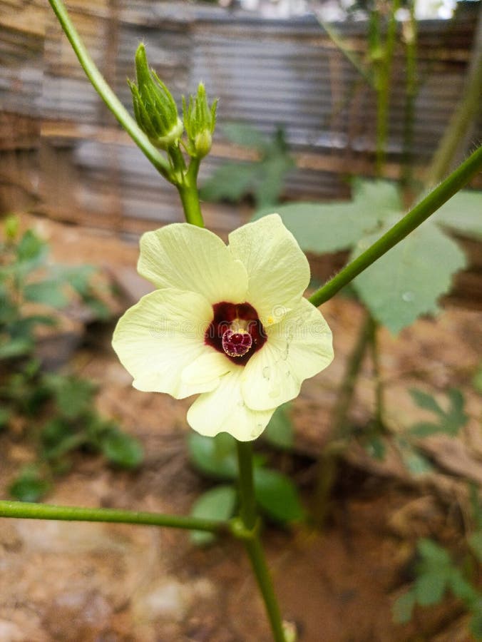 Lady Finger on Tree in Firm Stock Photo - Image of season, spring ...
