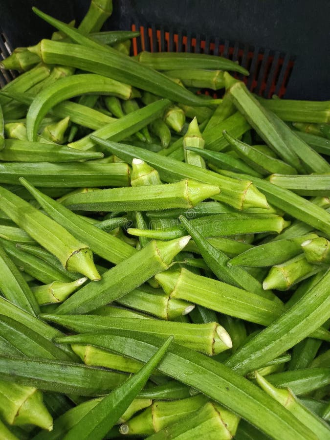 Lady finger stock photo. Image of salad, vegetable, leaf - 293482496
