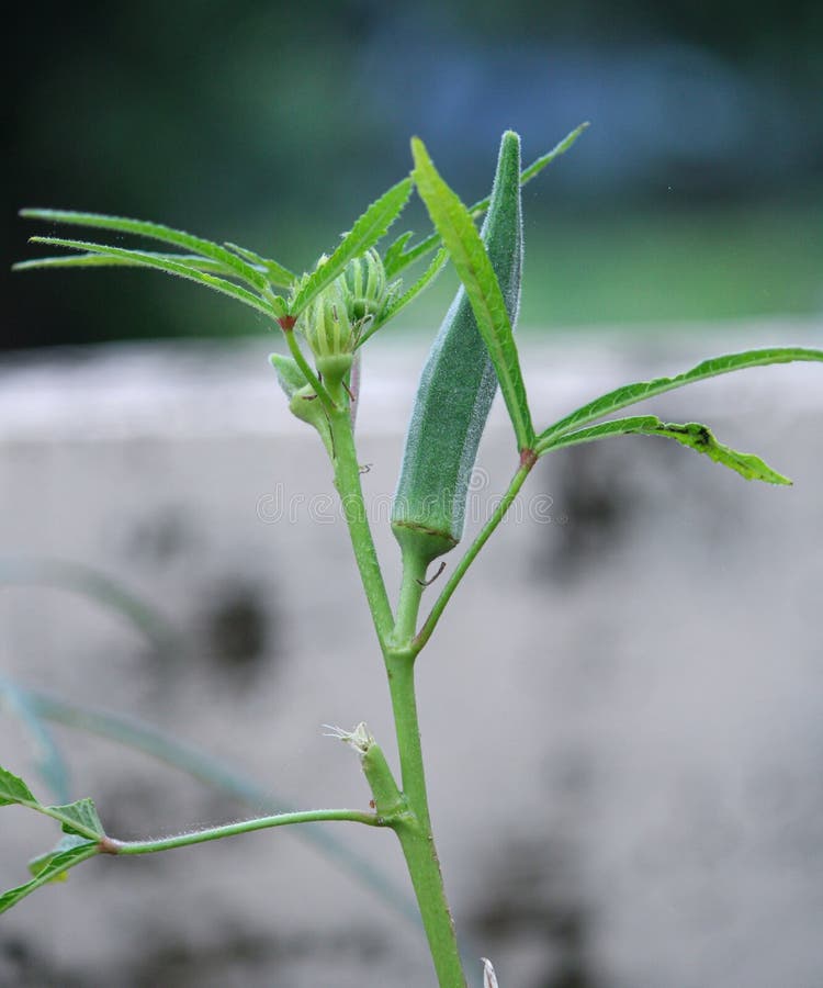 Lady finger vegetable stock image. Image of finger, nature - 255350047